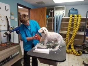 Photos | Mansfield Pet Boarding