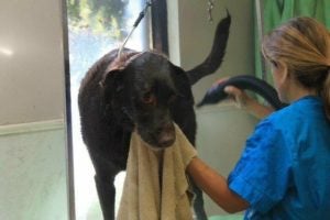 Photos | Mansfield Pet Boarding