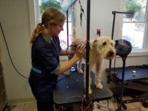 Photos | Mansfield Pet Boarding